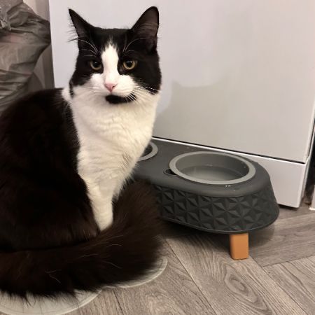 Lost Cat British Short Hair from Woodgate PO20 West Sussex