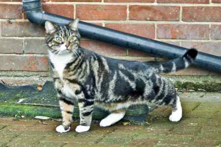 Missing Tabby Cat Register database
