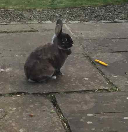 Lost Rabbit Register