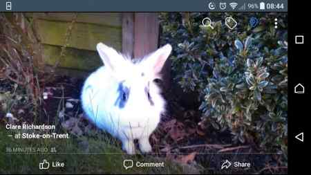Lost Rabbit Register search the UK for missing rabbits