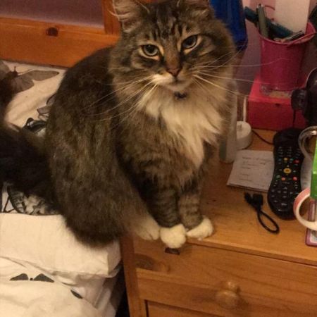 Lost Cat Register search the UK for missing cats